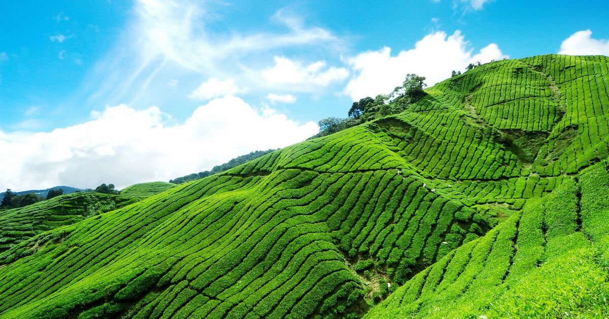 Put svile – Severna Kerala - RTS Planeta