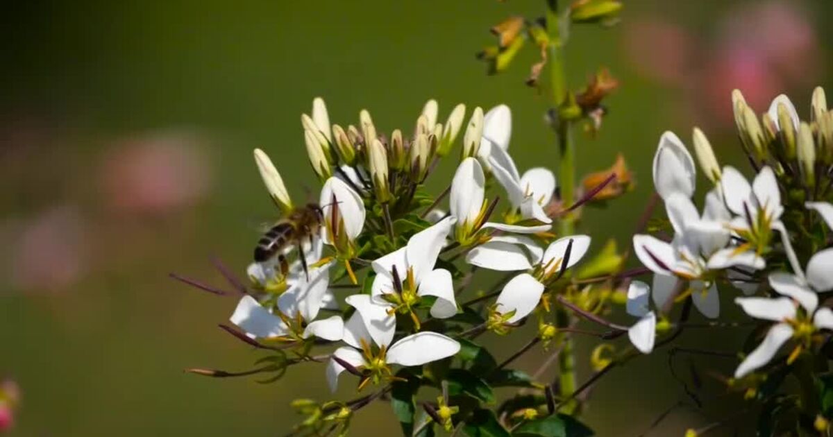 Skriveni svet pčela - KAKO DA POMOGNEMO PČELAMA? ( 10. epizoda) - RTS Planeta